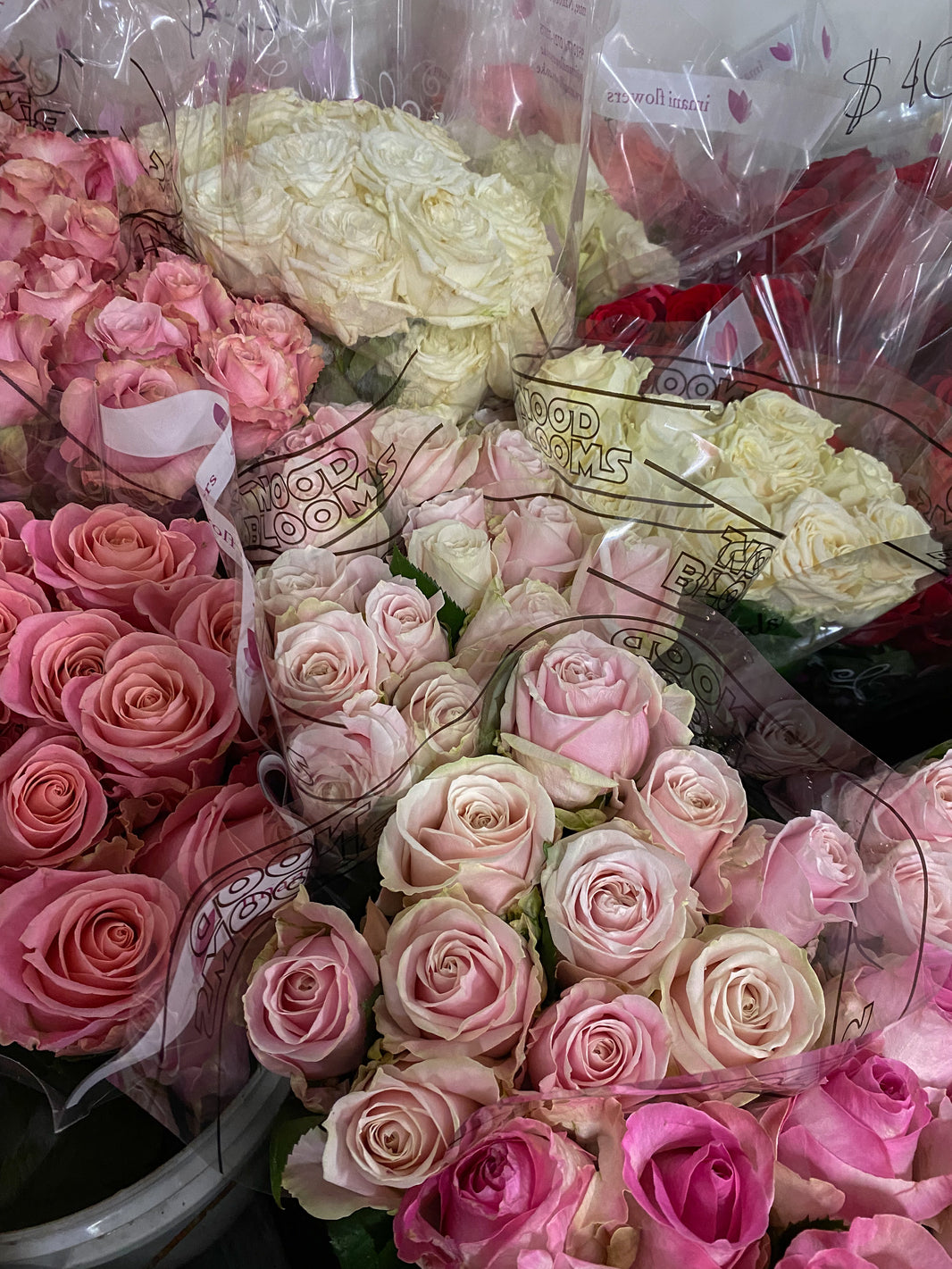 Single Flower Bouquets – Bitter Banksia