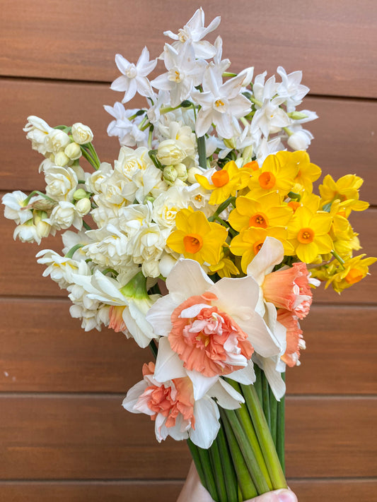 Single Flower Bouquets – Bitter Banksia