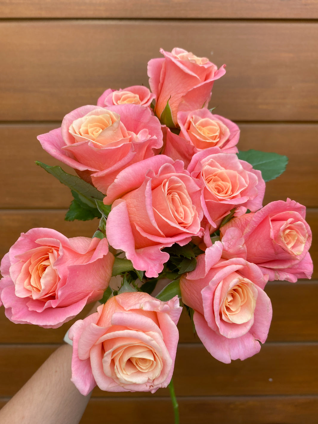 Single Flower Bouquets – Bitter Banksia