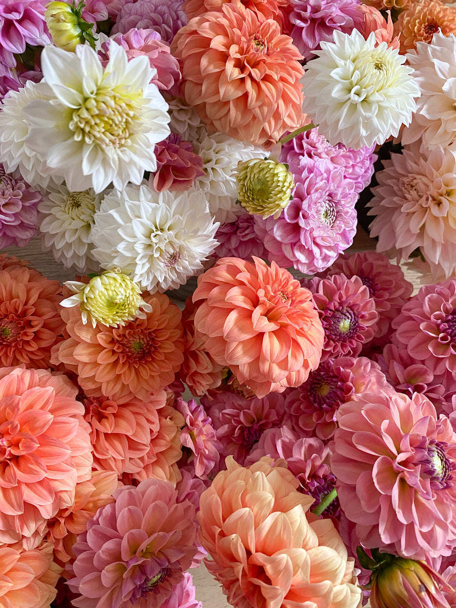 Single Flower Bouquets – Bitter Banksia
